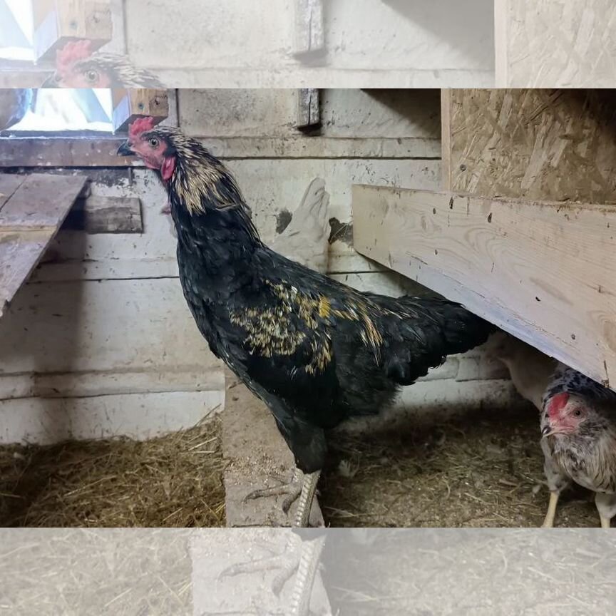 Молодые петухи