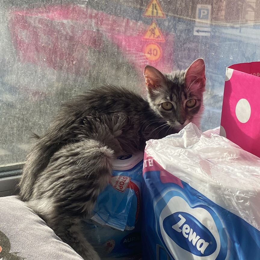 Котенок ищет семью