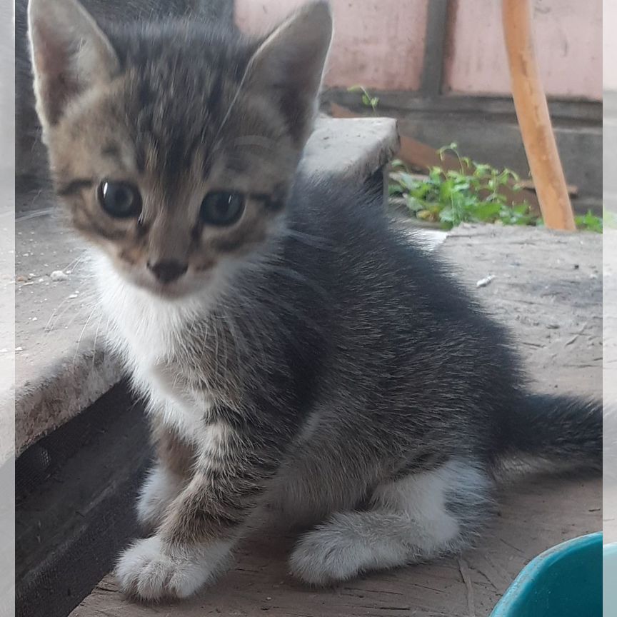 Котики бесплатно в добрые руки