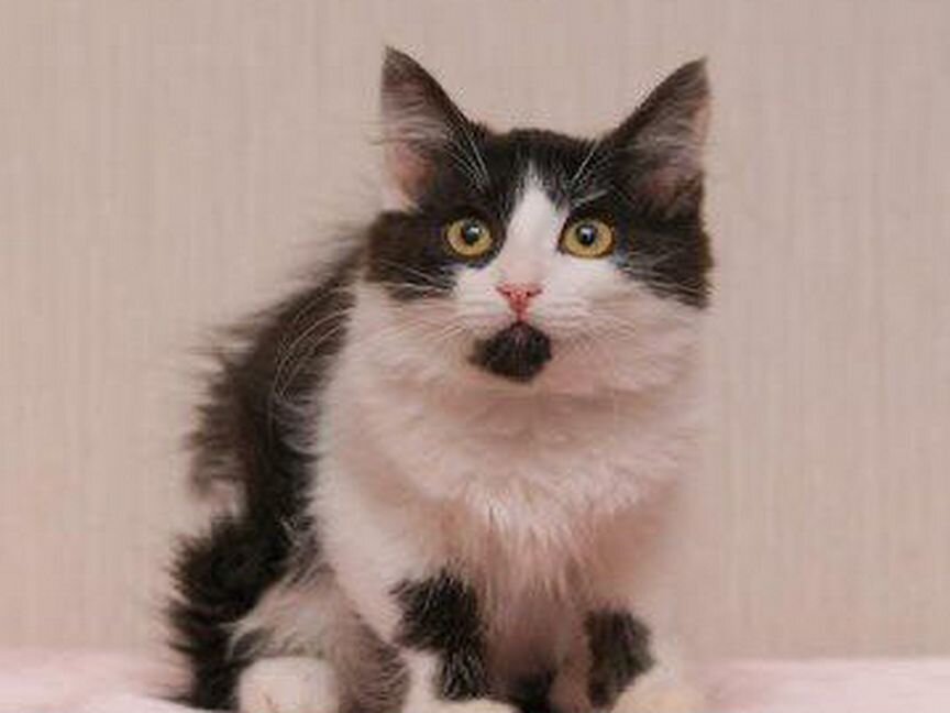 Котята бесплатно