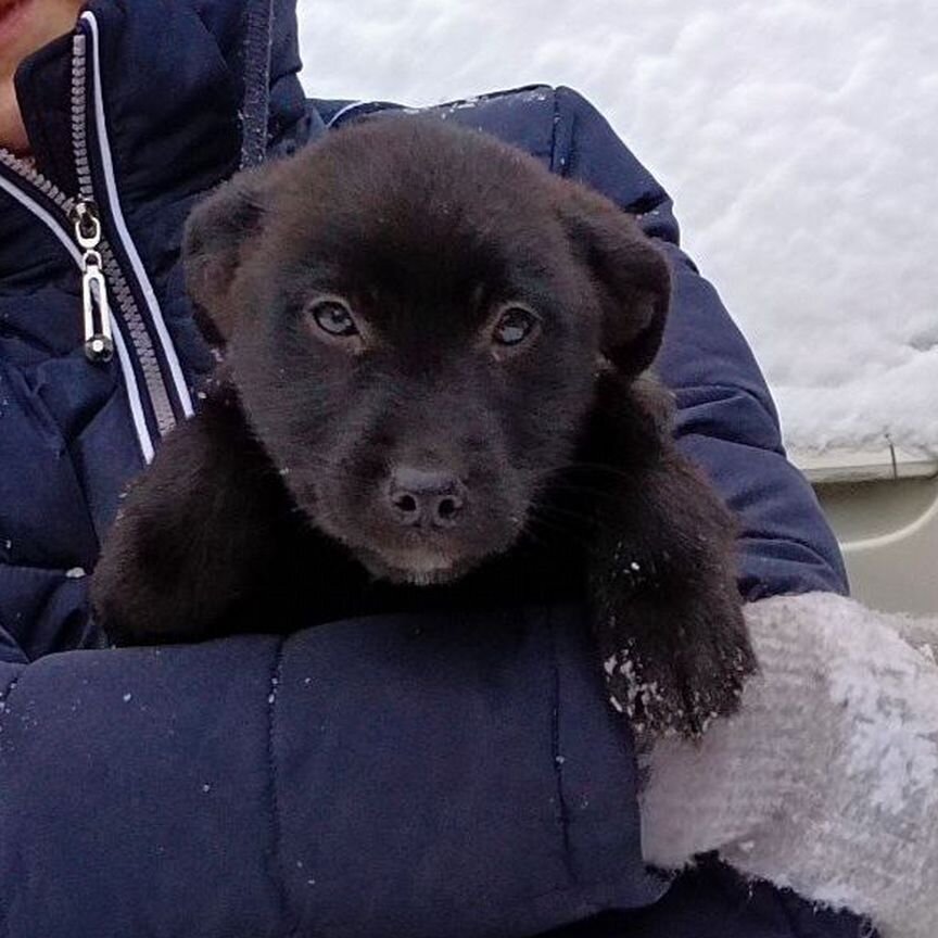 Щенок в добрые руки