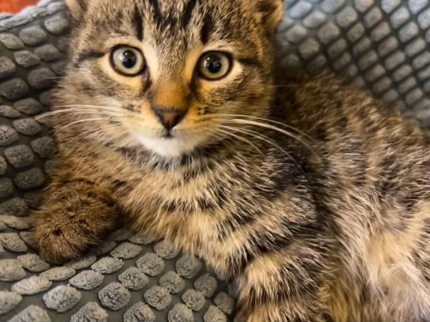 5 малышей ищут любящих родителей