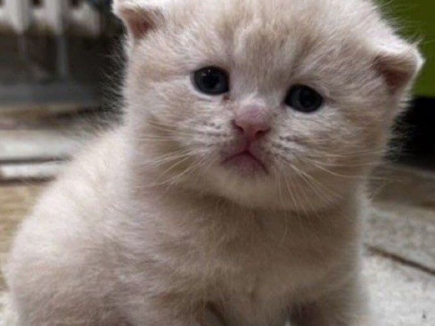 Шотландские котята