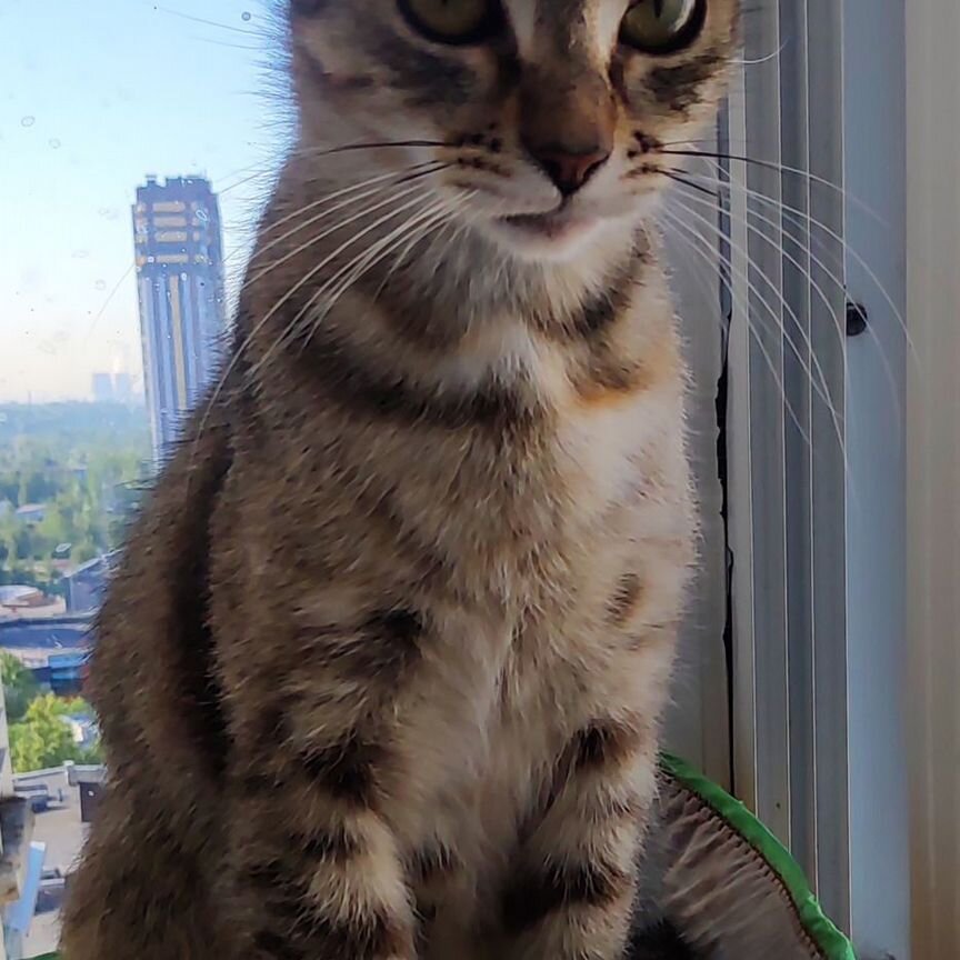В добрые руки