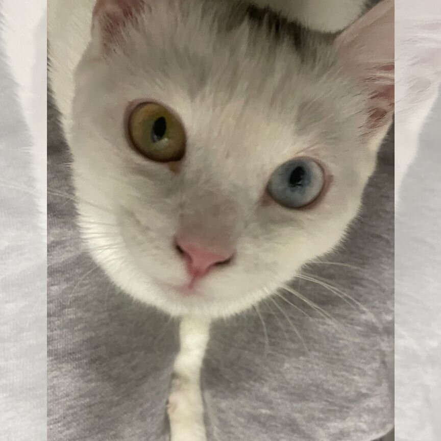 Вязка ищем котика