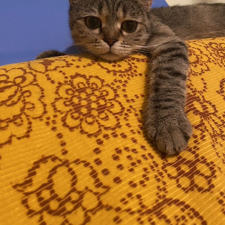 Кошечка-ласкуша невероятная