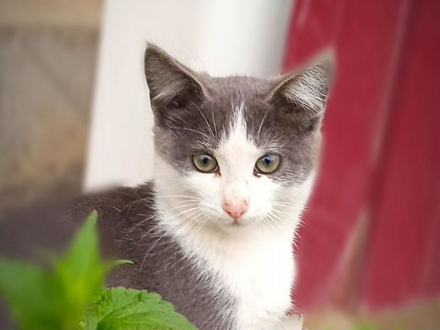 Котёнок (кошечка) 3 мес ищет дом