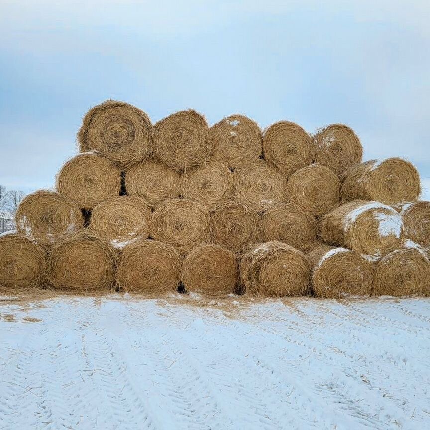 Сено суданка в рулонах