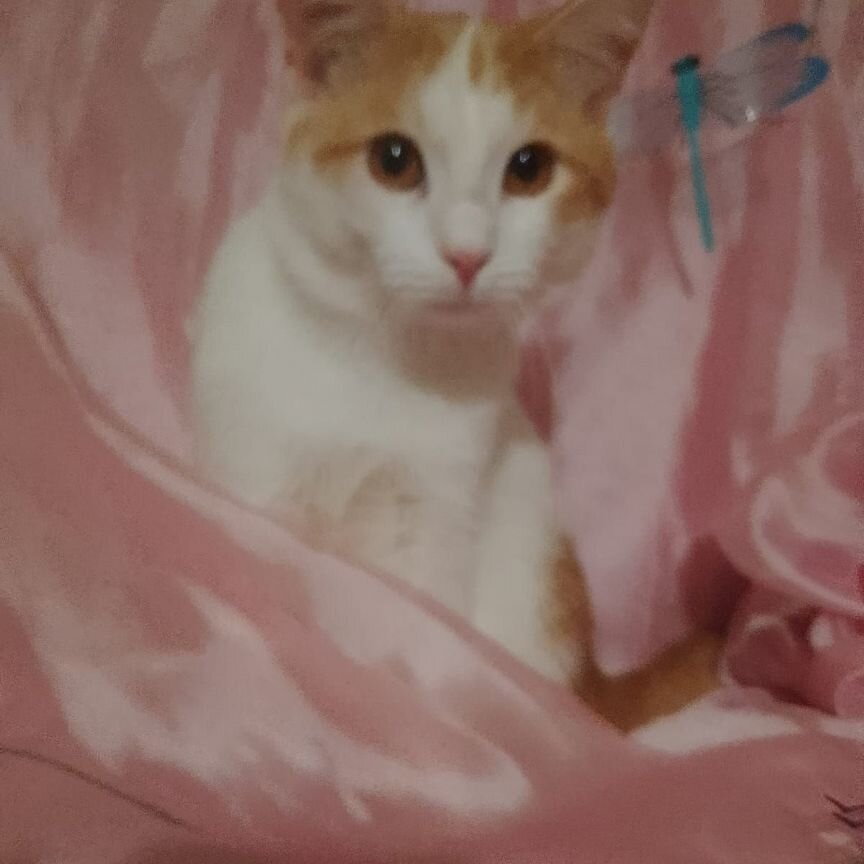 Котенок ласковый Сеня