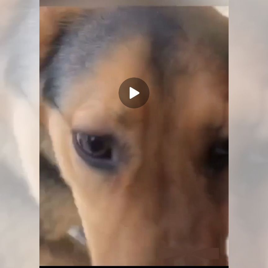 Взрослый пёс в добрые руки