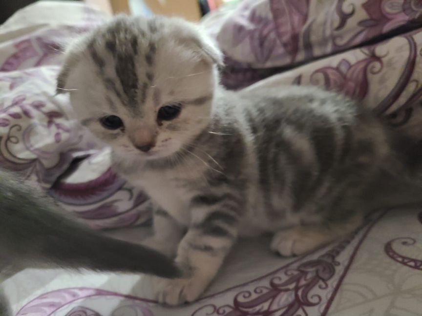 Шотландская вислоухая кошка