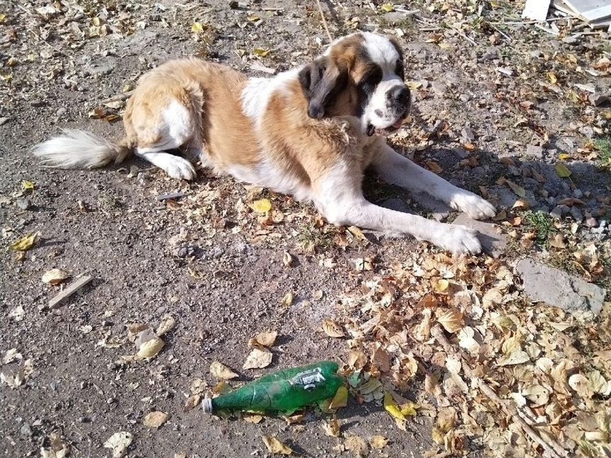 Собака сенбернар Боня в хорошую семью бесплатно
