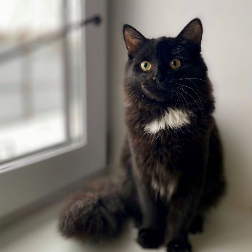 Котик
