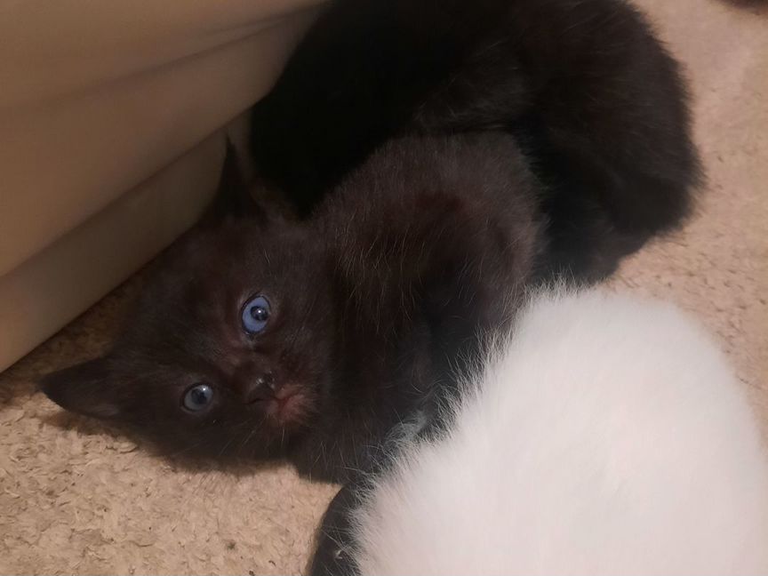 Котята в хорошие руки