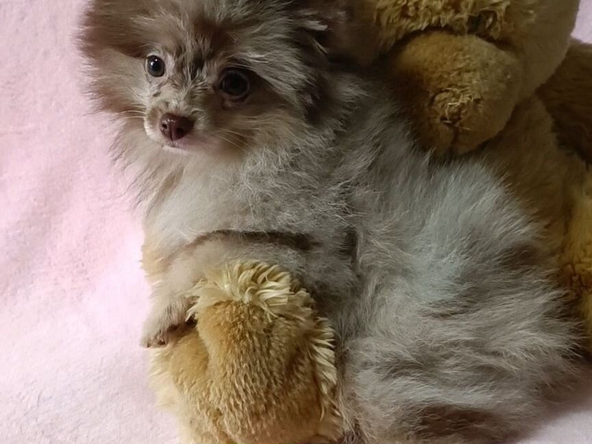 Шоколадно Мраморный мальчик