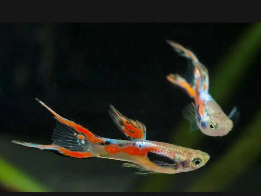 Гуппи эндлера самцы, красные, белые