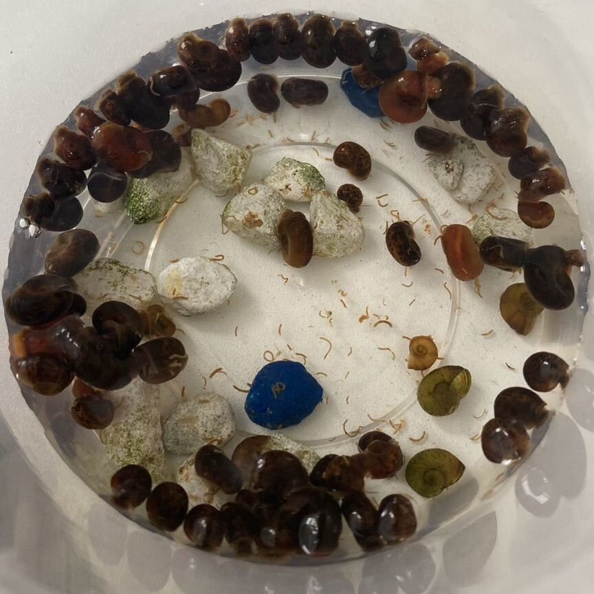 Улитки аквариумные