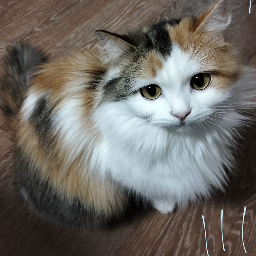 Взрослая кошка от частного владельца