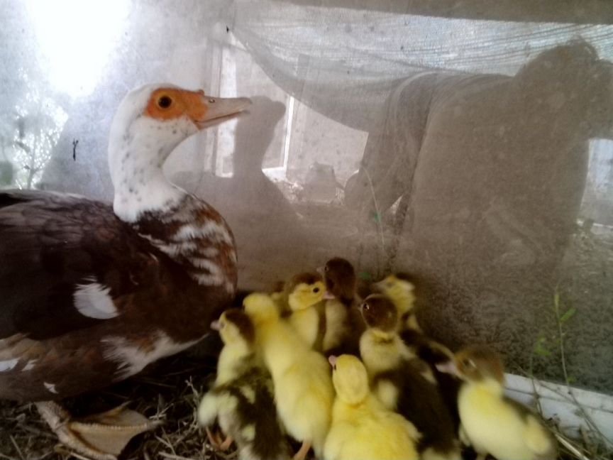 Индоутята с мамой