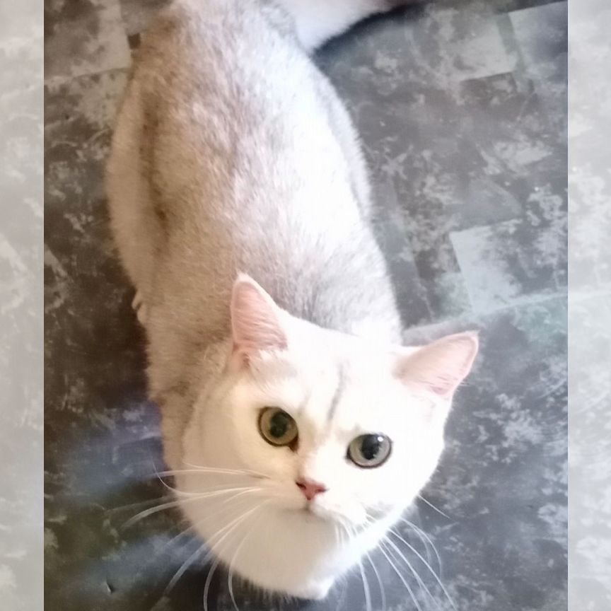 Британская короткошёрстная, взрослая кошка