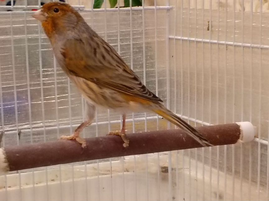 Кенара и канарейки