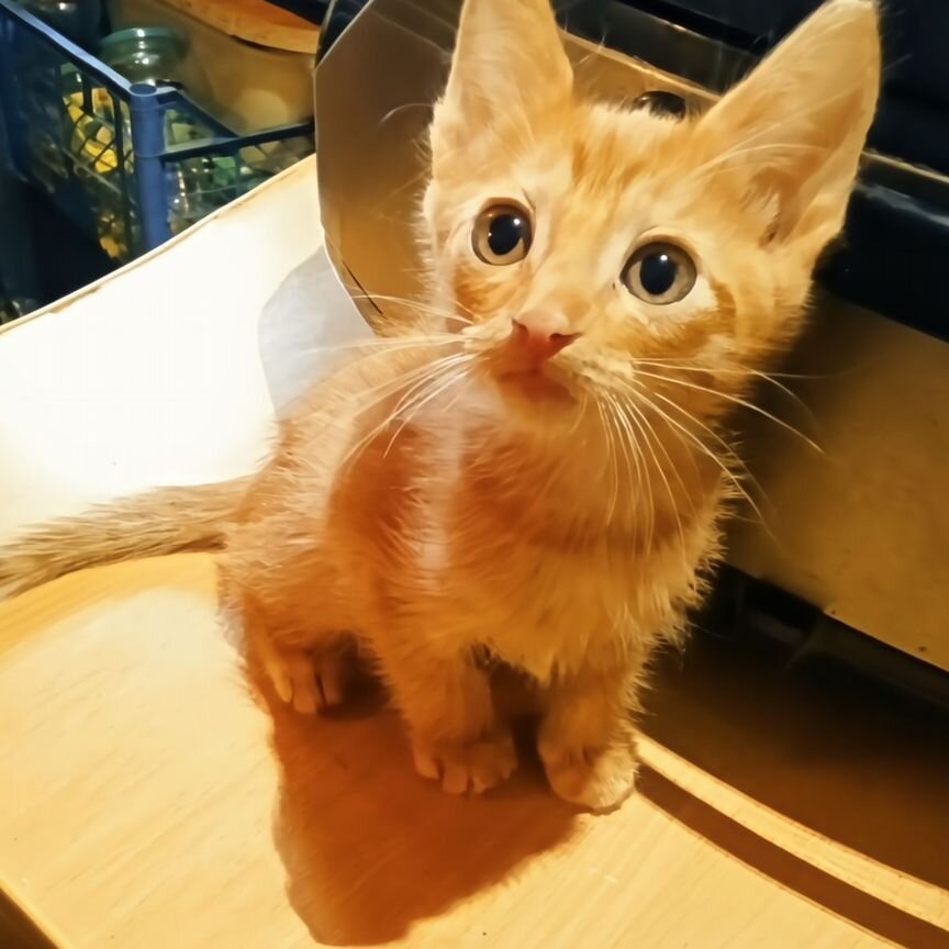 Котёнок в добрые руки