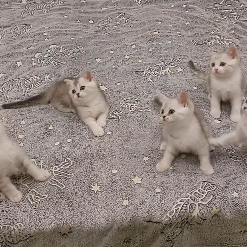 Шотландские прямоухие котята