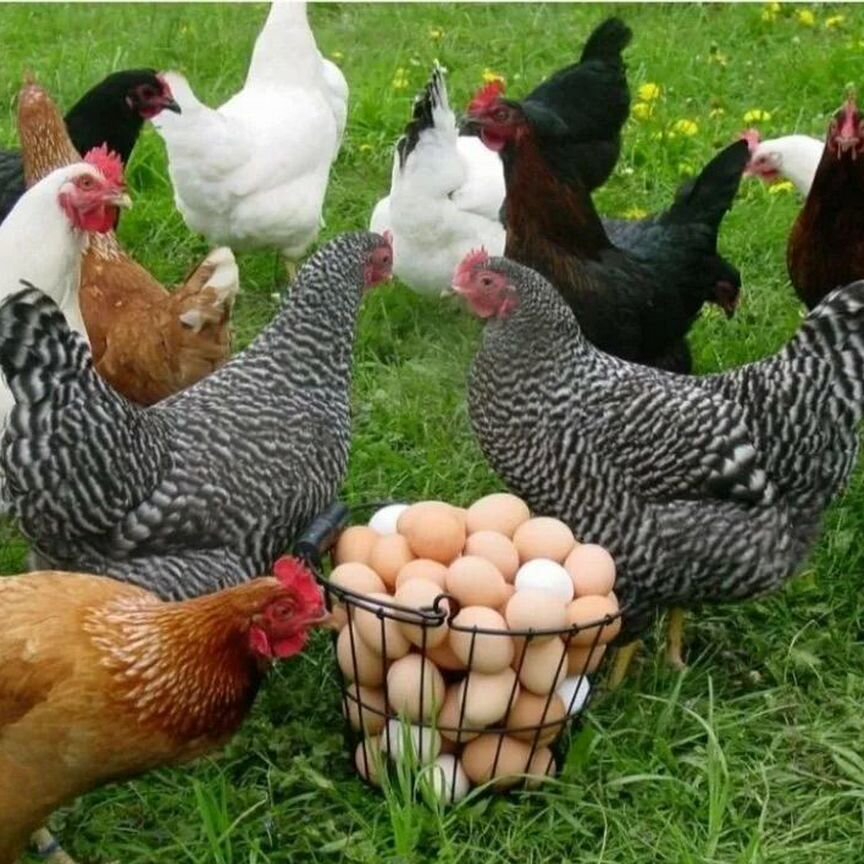 Куры молодки несушки