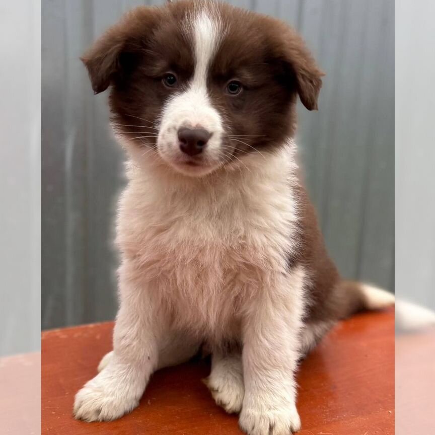 Бордер-колли, щенок