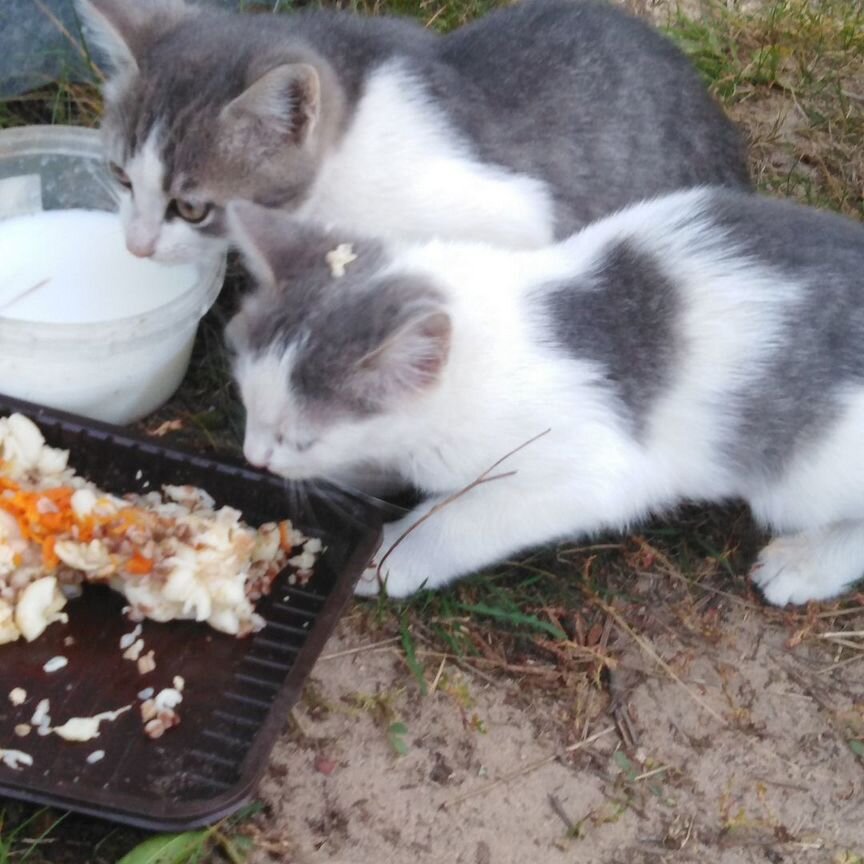 Отдам в добые руки