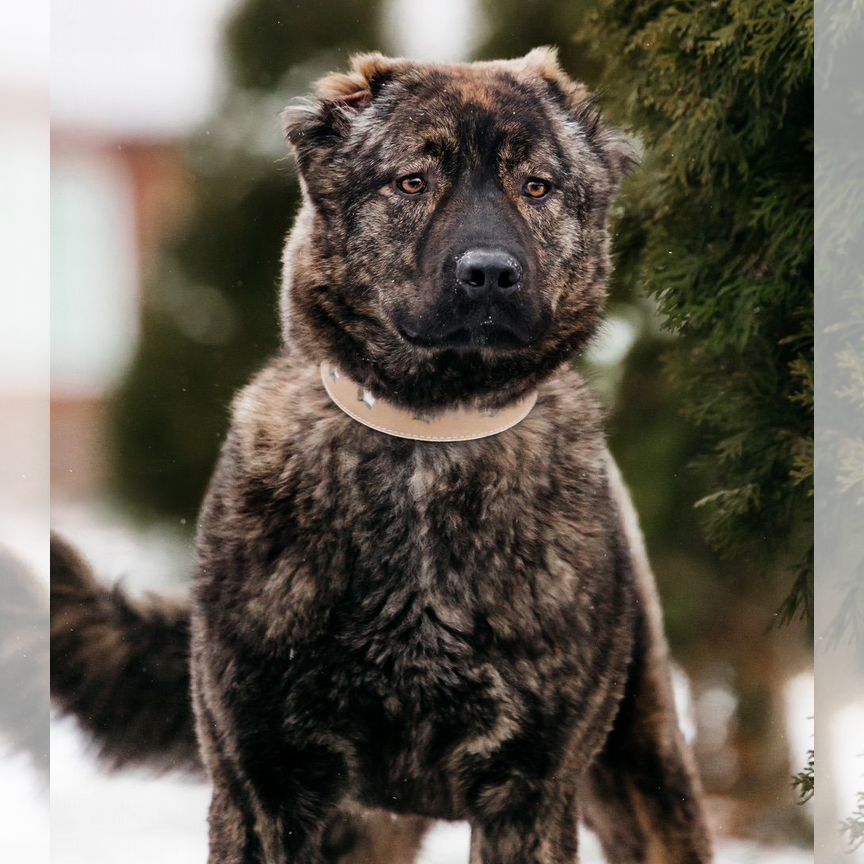 Малышка Молли ищет семью