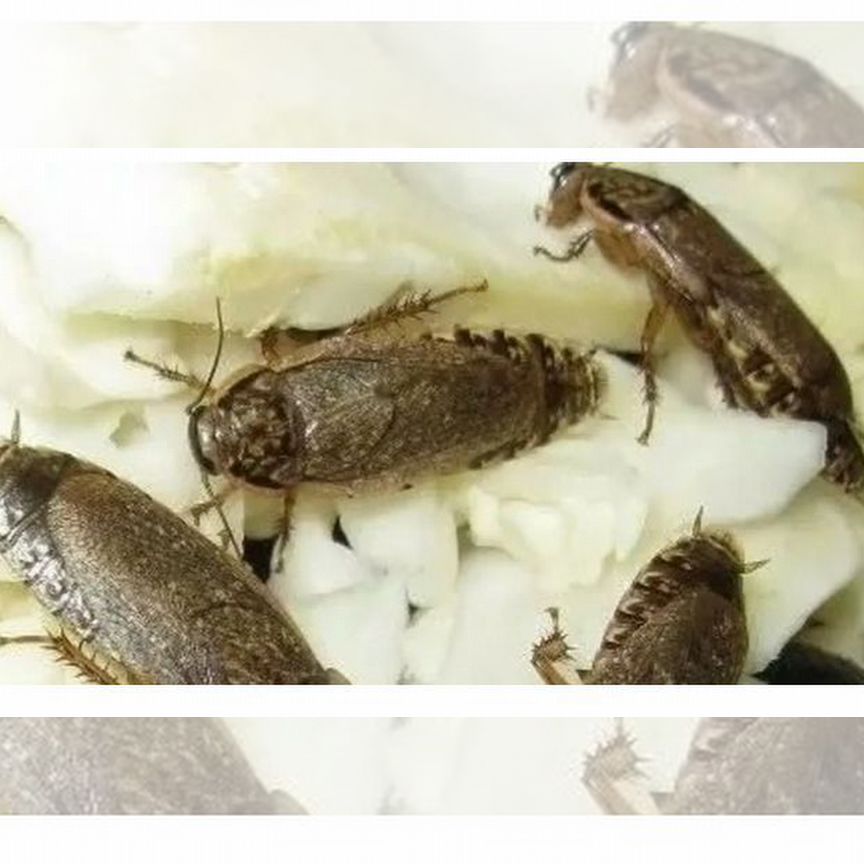 Мраморные тараканы