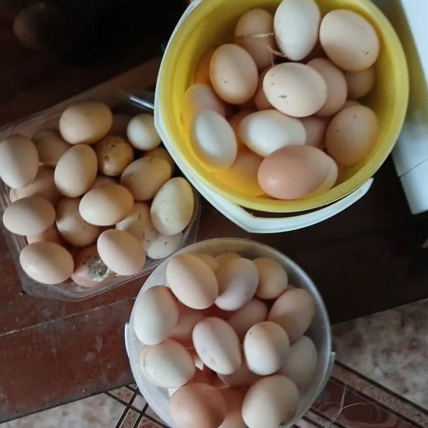 Яйца