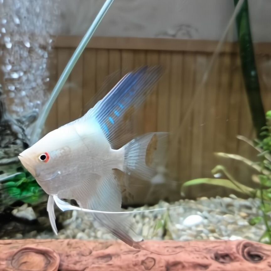 Бронь Отдам Скалярию