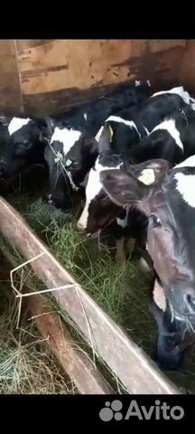 Телята бычки