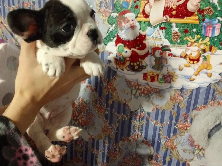 Французский бульдог мини