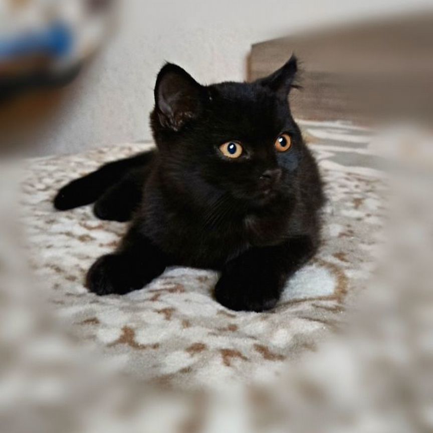 Британский черный котенок