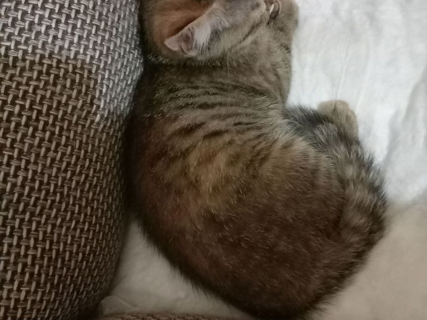 Бусинка (котенок девочка)