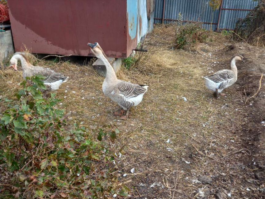 Гусь, благоварский холмогор, семья