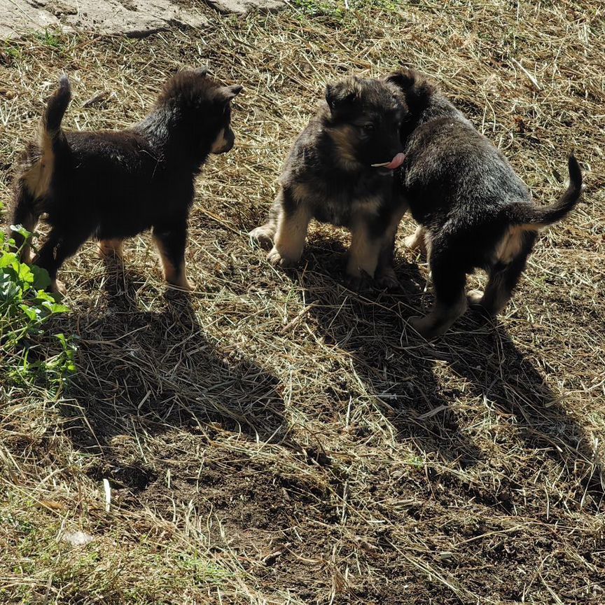 Щенки немецкой овчарки