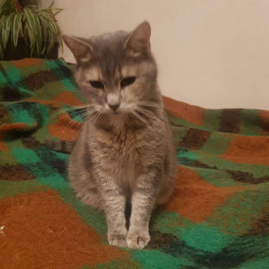 Шотландская