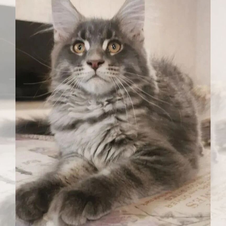 Мейн-кун котёнок