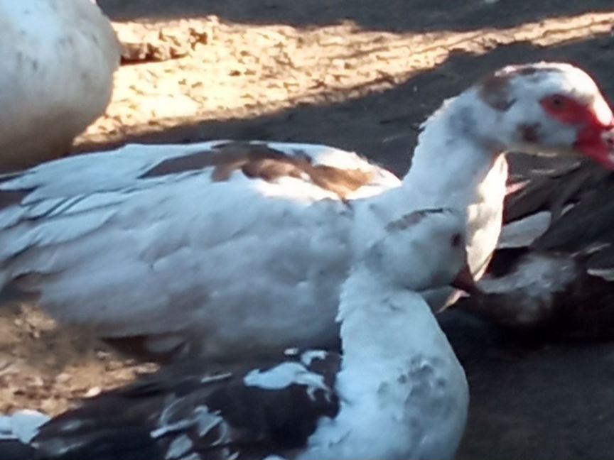 Домашние животные утки