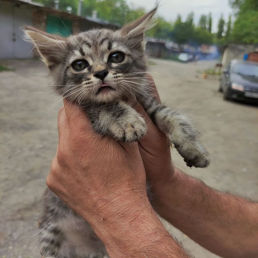 Котенок в добрые ручки