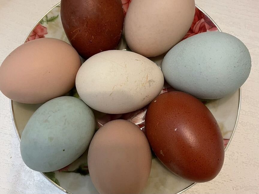 Инкубационное яйцо породной птицы