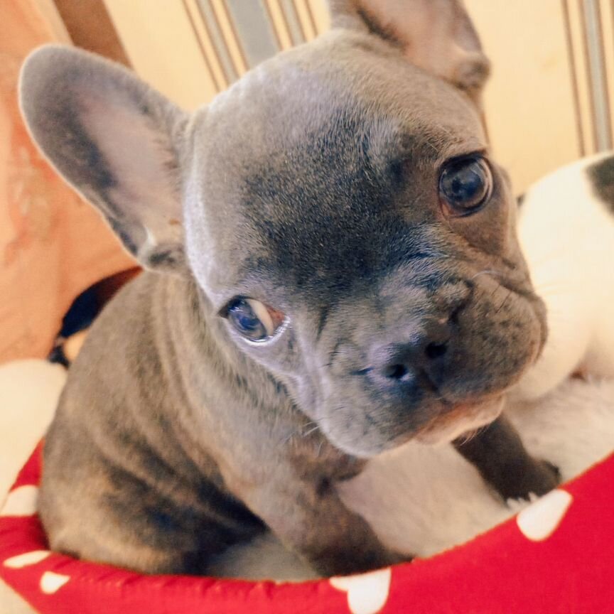 Французский бульдог, щенок