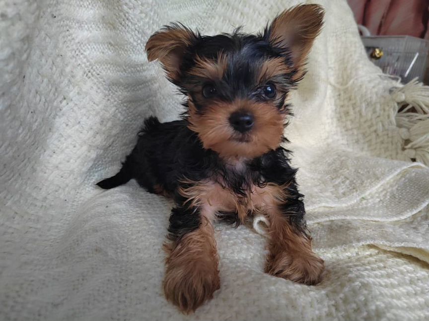 Йоркширский терьер щенки