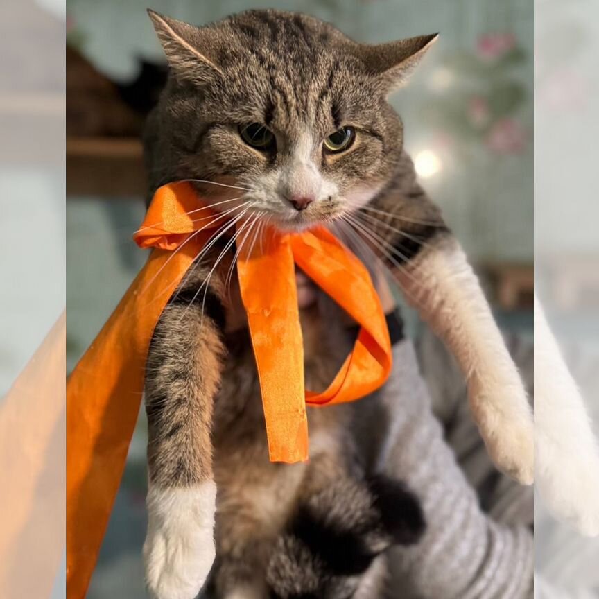 Взрослый кот в добрые руки