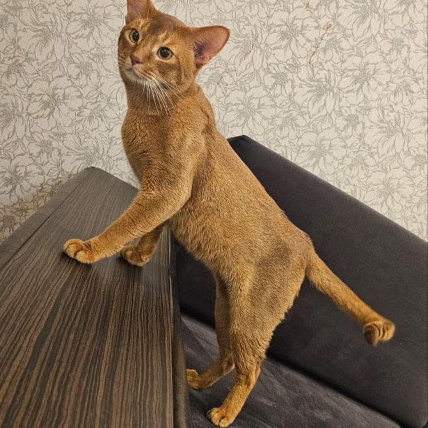 Абессинец в добрые ручки