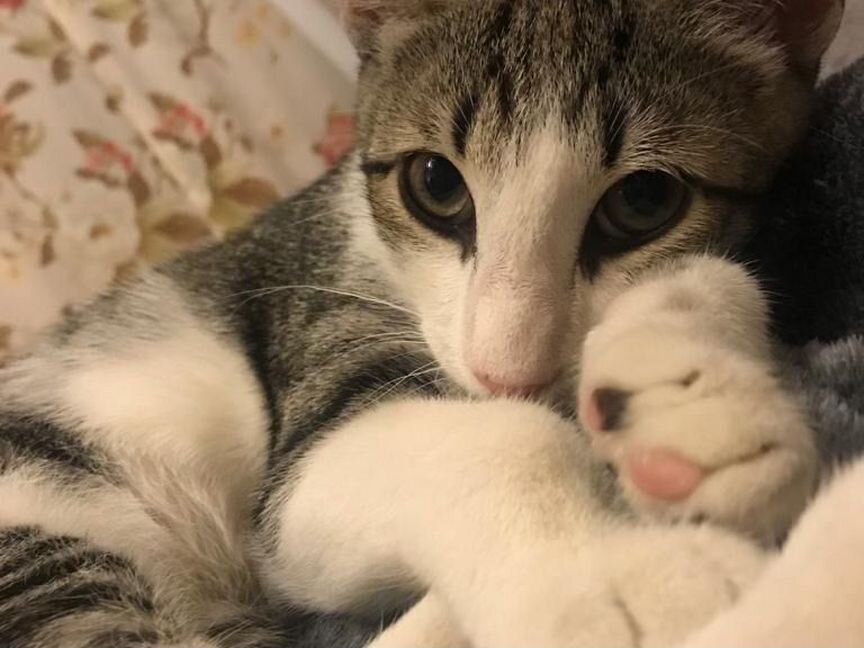 Кот подросток (6 мес)